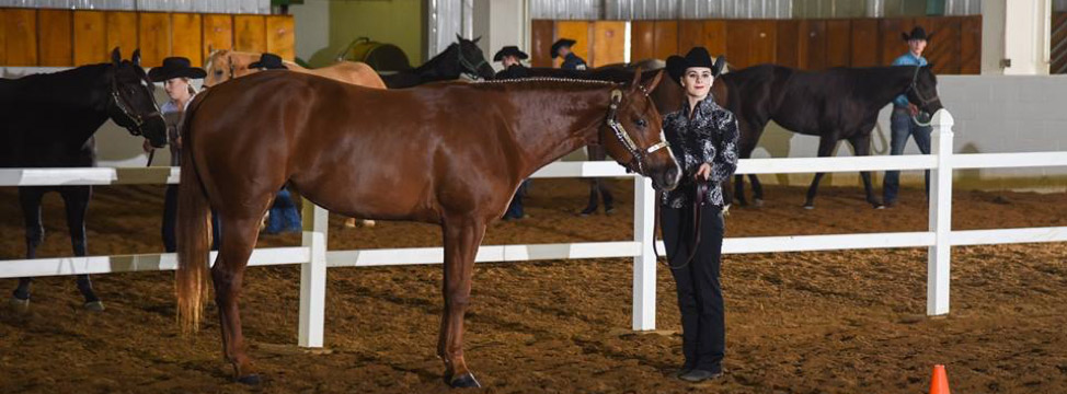 Western Equestrian Year One | University of Findlay