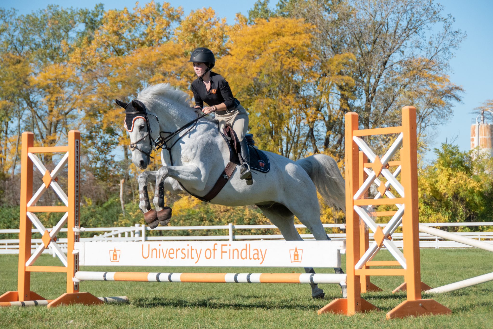 Equestrian Studies Program | University of Findlay